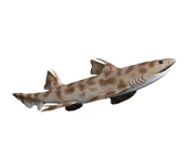 Tristychius | Dinopedia | Fandom