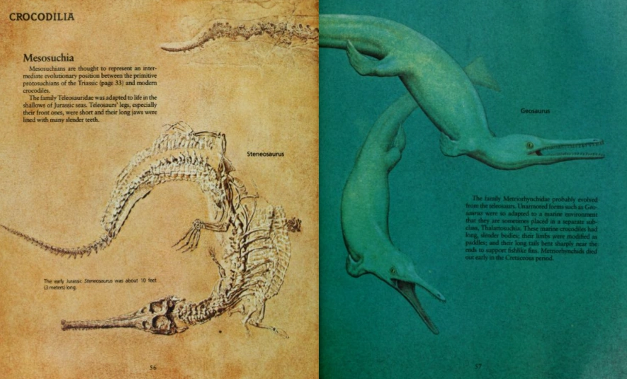 Steneosaurus | Dinopedia | Fandom