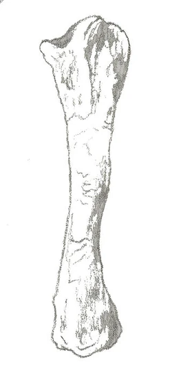 Chienkosaurus | Dinopedia | Fandom