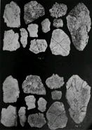 Lametasaurus | Dinopedia | Fandom