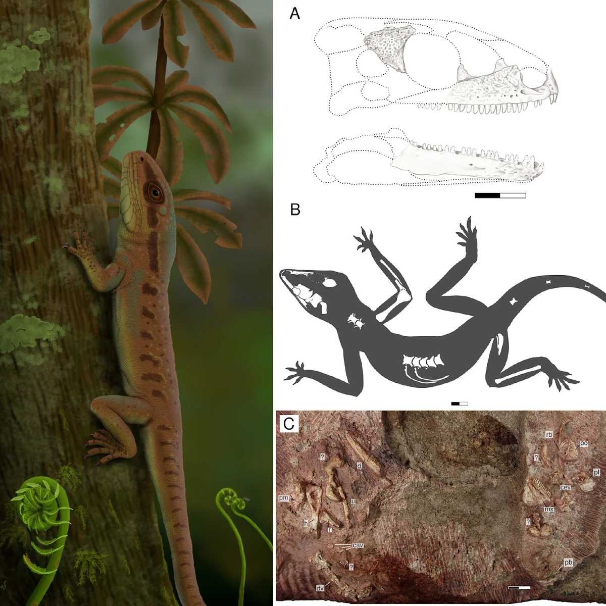 User blog:Savage Almond/2 new lizards from Brazil! | Dinopedia | Fandom