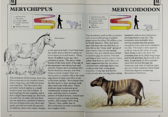 Merycoidodon | Dinopedia | Fandom