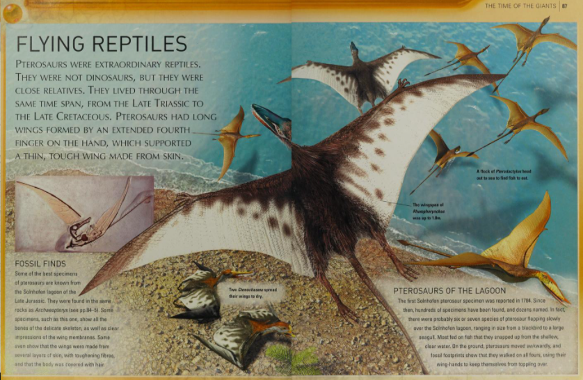 Ctenochasma | Dinopedia | Fandom