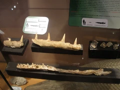 Atractosteus africanus | Dinopedia | Fandom