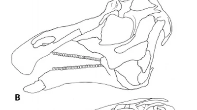 Discuss Everything About Dinopedia | Fandom