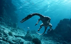 Nothosauria | Dinopedia | Fandom