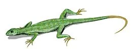 Zarcasaurus | Dinopedia | Fandom