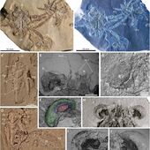 Callichimaera | Dinopedia | Fandom
