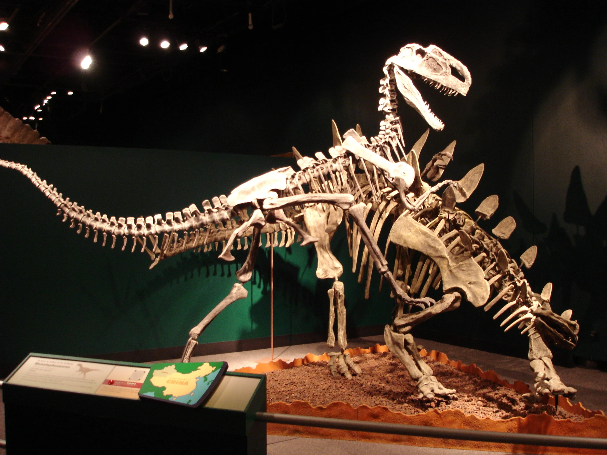 Tuojiangosaurus Skeleton