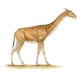 Aepycamelus