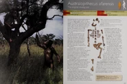 Australopithecus | Dinopedia | Fandom