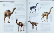 Aepycamelus | Dinopedia | Fandom