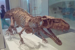 Rauisuchus | Dinopedia | Fandom