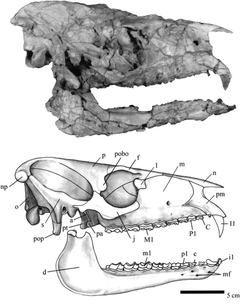 Antilohyrax | Dinopedia | Fandom