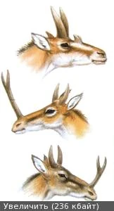 Lambdoceras | Dinopedia | Fandom