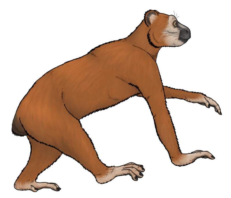 Mesopropithecus | Dinopedia | Fandom