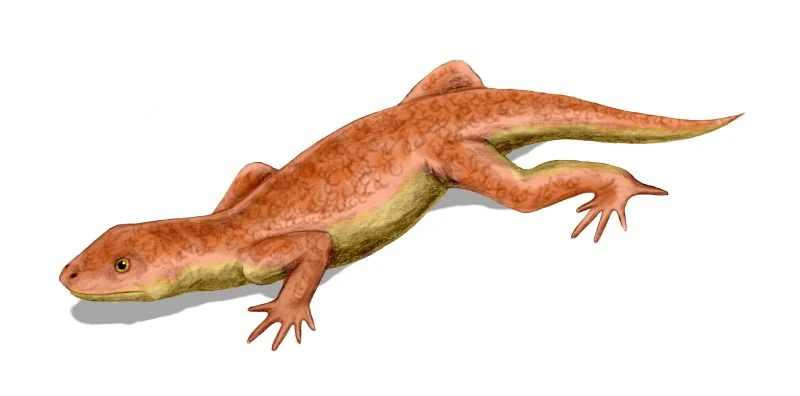 Nycteroleteridae | Dinopedia | Fandom