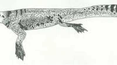 Discuss Everything About Dinopedia | Fandom