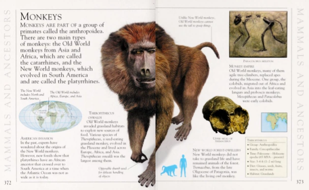 Theropithecus oswaldi | Dinopedia | Fandom