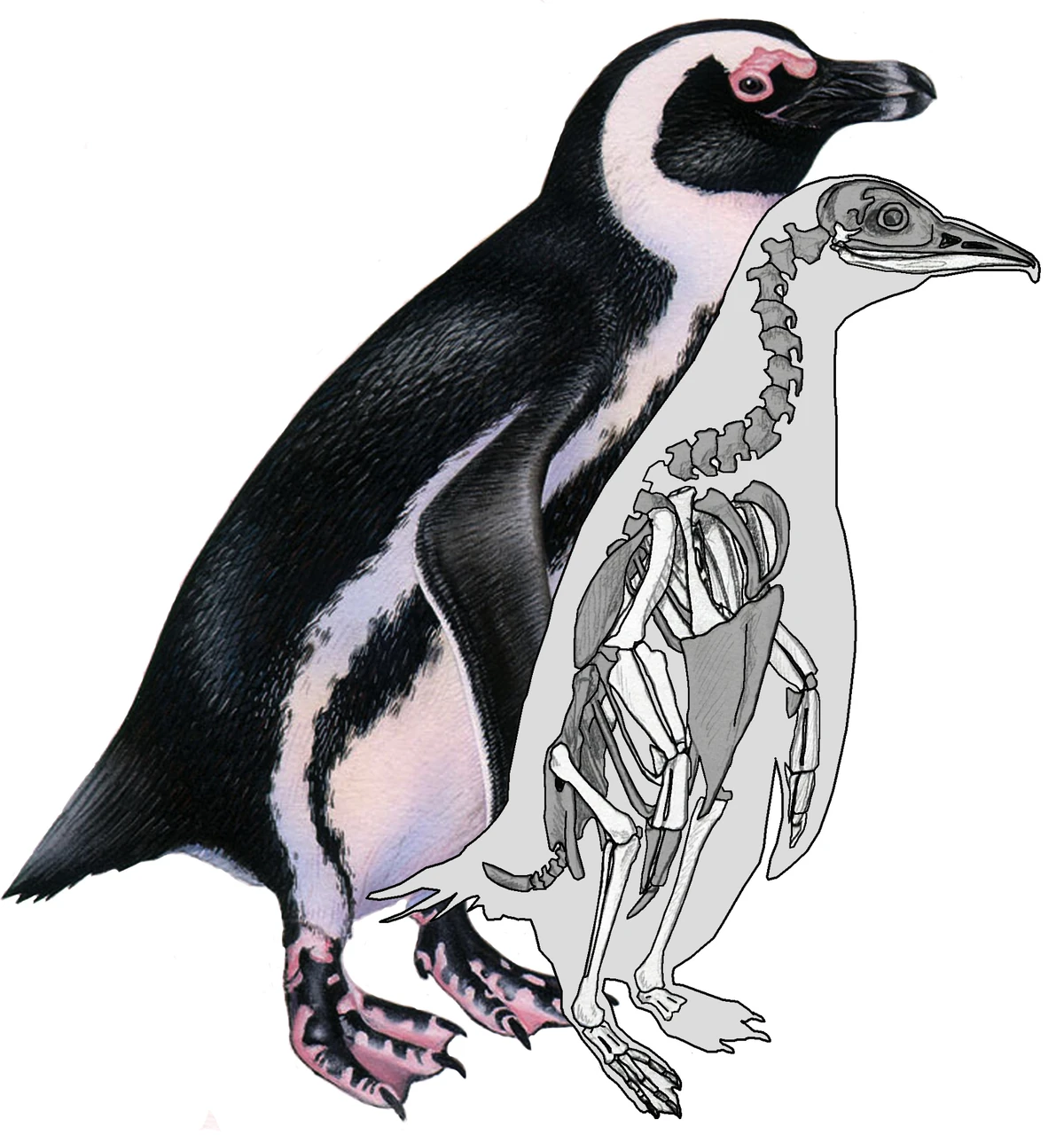 Inguza | Dinopedia | Fandom