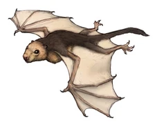 Onychonycteris | Dinopedia | Fandom