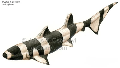 Ctenacanthus | Dinopedia | Fandom