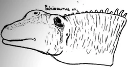 Pakisauridae | Dinopedia | Fandom
