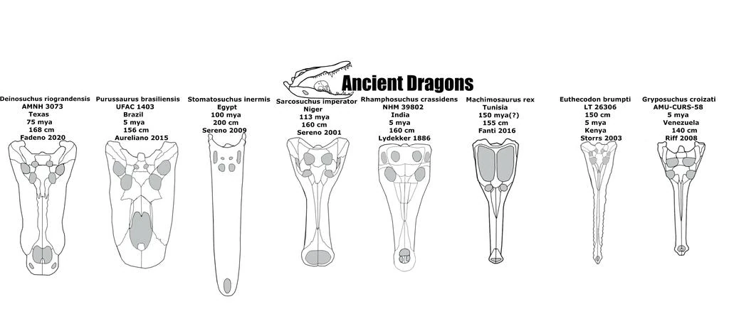 Machimosaurus | Dinopedia | Fandom