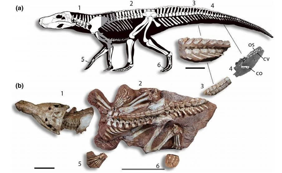 Aphaurosuchus | Dinopedia | Fandom