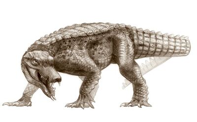 Araripesuchus | Dinopedia | Fandom