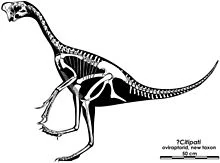 Citipati | Dinopedia | Fandom
