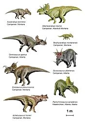 Ceratopsidae | Dinopedia | Fandom