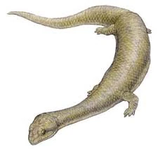 Dolichosaurus | Dinopedia | Fandom