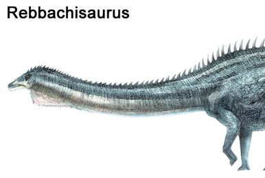 Rebbachisaurus Skeleton
