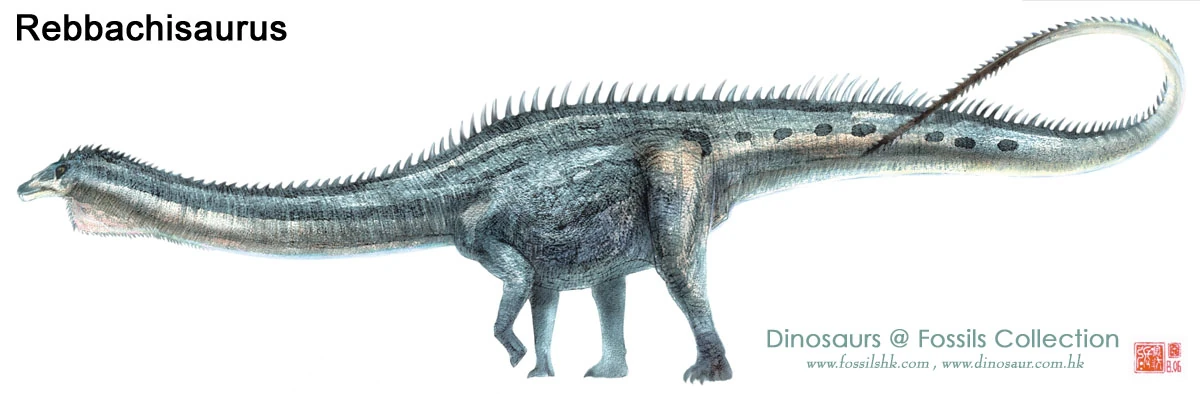 Rebbachisaurus | Dinopedia | Fandom