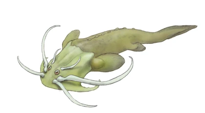 Menaspis | Dinopedia | Fandom