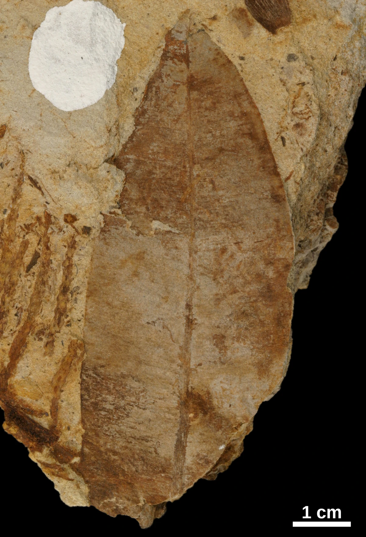 Taeniopteris | Dinopedia | Fandom