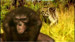 Australopithecus | Dinopedia | Fandom