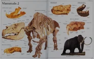Australopithecus | Dinopedia | Fandom