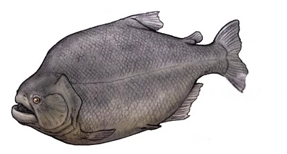 Megapiranha | Dinopedia | Fandom