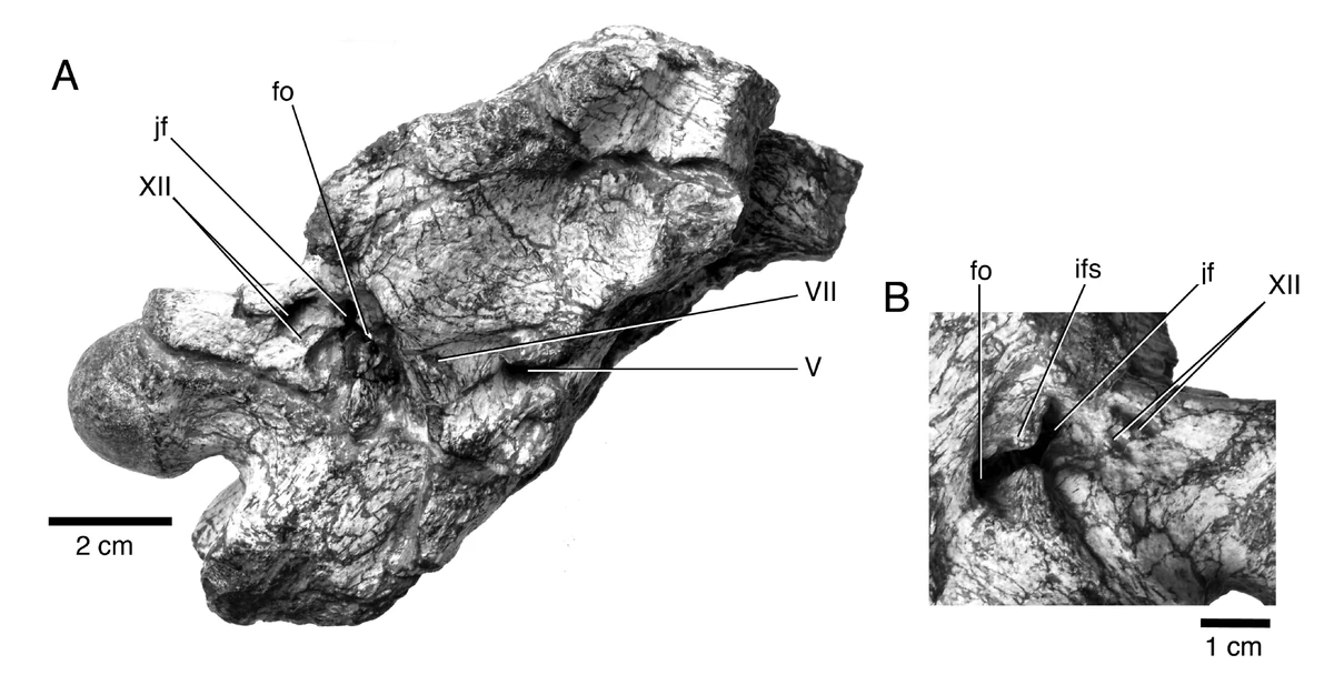 Nebulasaurus | Dinopedia | Fandom