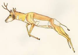 Ramoceros | Dinopedia | Fandom