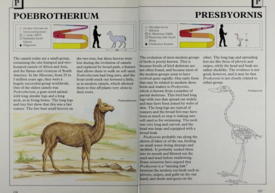 Poebrotherium | Dinopedia | Fandom