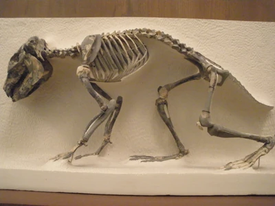 Archaeohyrax | Dinopedia | Fandom