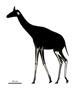 Orea | Dinopedia | Fandom