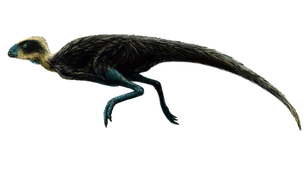 Pisanosaurus | Dinopedia | Fandom