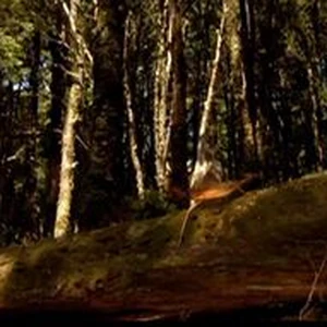 Discuss Everything About Dinopedia | Fandom