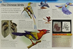 Sinornis