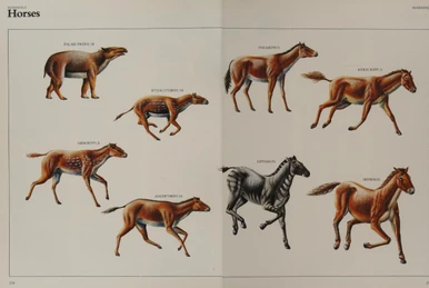 Horse Evolution Chart