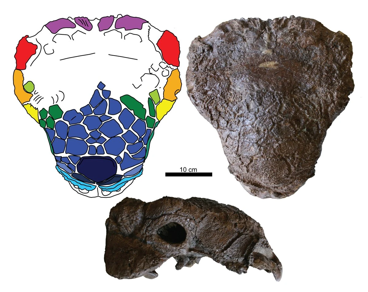 Platypelta | Dinopedia | Fandom